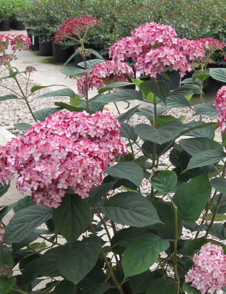 Гортензия древовидная `Руби Аннабель`, Hydrangea arborescens `Ruby ...